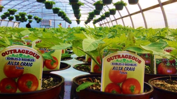 Creating your own edible small space garden | Food Bloggers of Canada