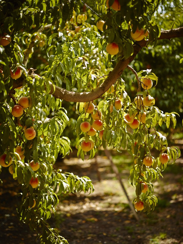 Q&A with Anthony Laney – California Cling Peach Grower | Food Bloggers ...