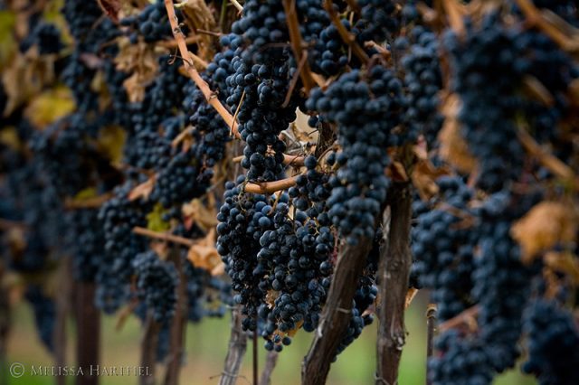 Discover Ontario Wine Country: A Regional Guide | Food Bloggers of Canada
