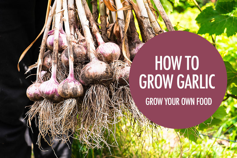 How To Grow Garlic | Food Bloggers of Canada