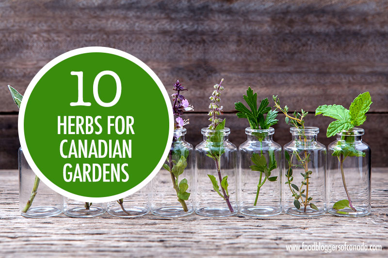 10 Herbs For the Canadian Garden | Food Bloggers of Canada | Food ...