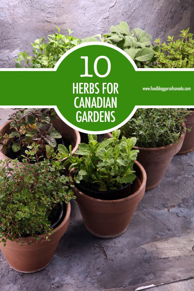 Grow Your Own Food: Our 10 Best Herbs For Canadian Gardens | Food ...